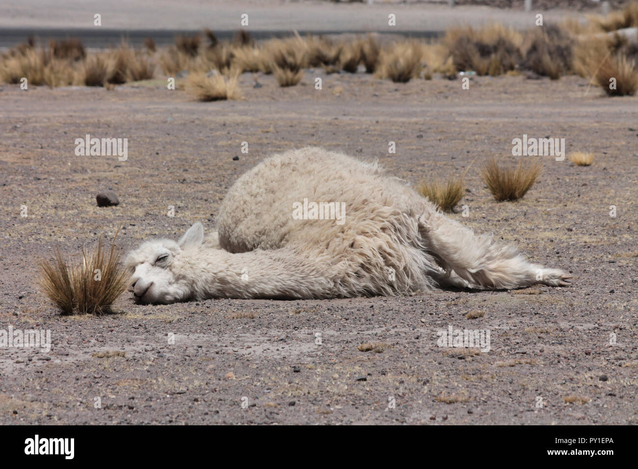 relaxed alpaca lying on ground Stock Photo - Alamy