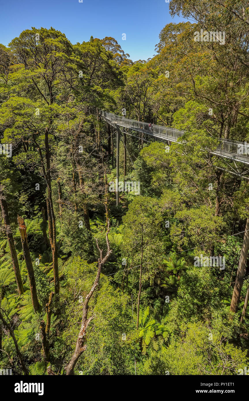 Great Otway National Park. Otway fly tree top walk. Walk among the tops ...