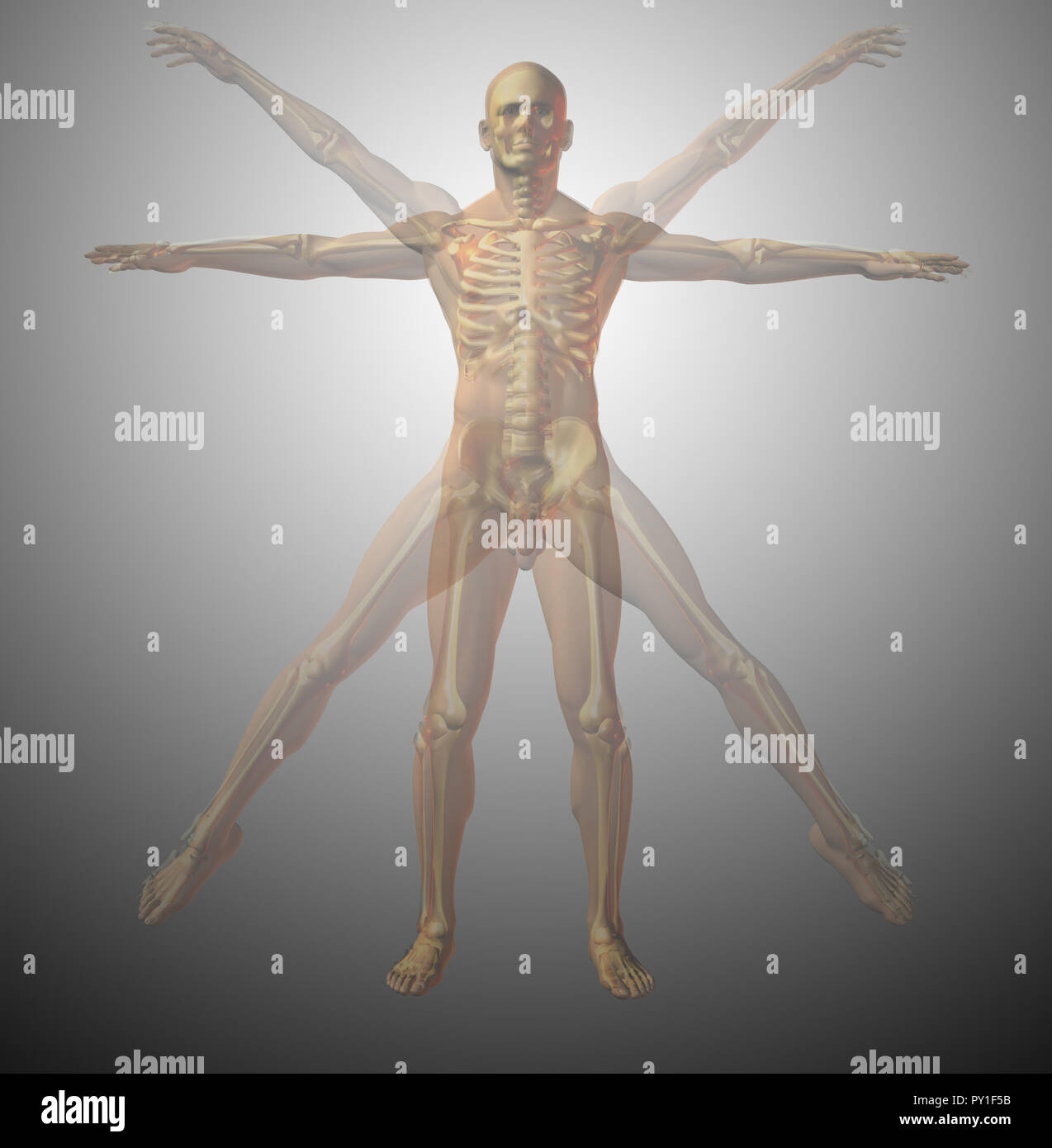 Anatomical morphology hi-res stock photography and images - Alamy