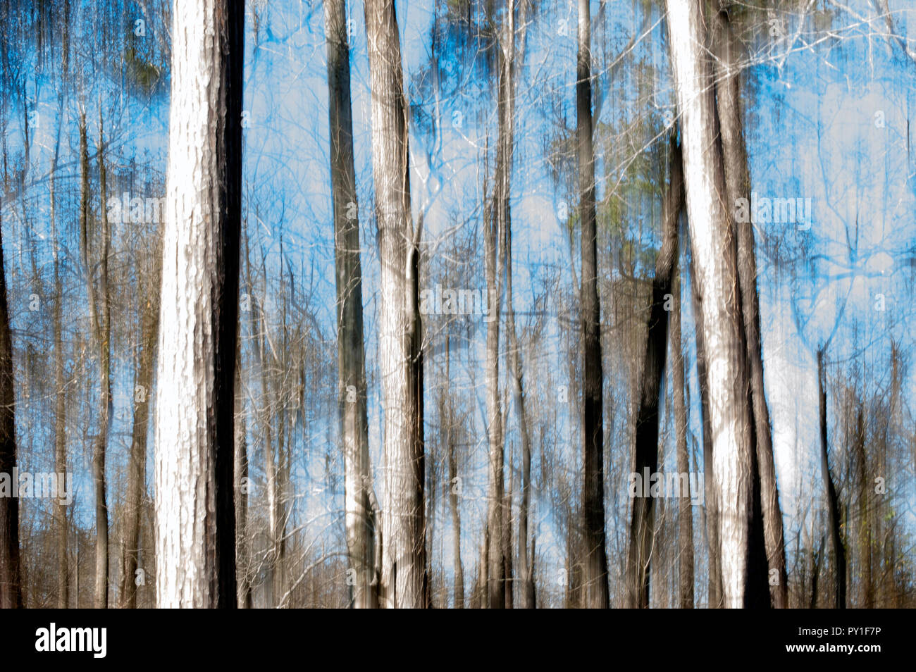 Forest background blur hi-res stock photography and images - Alamy