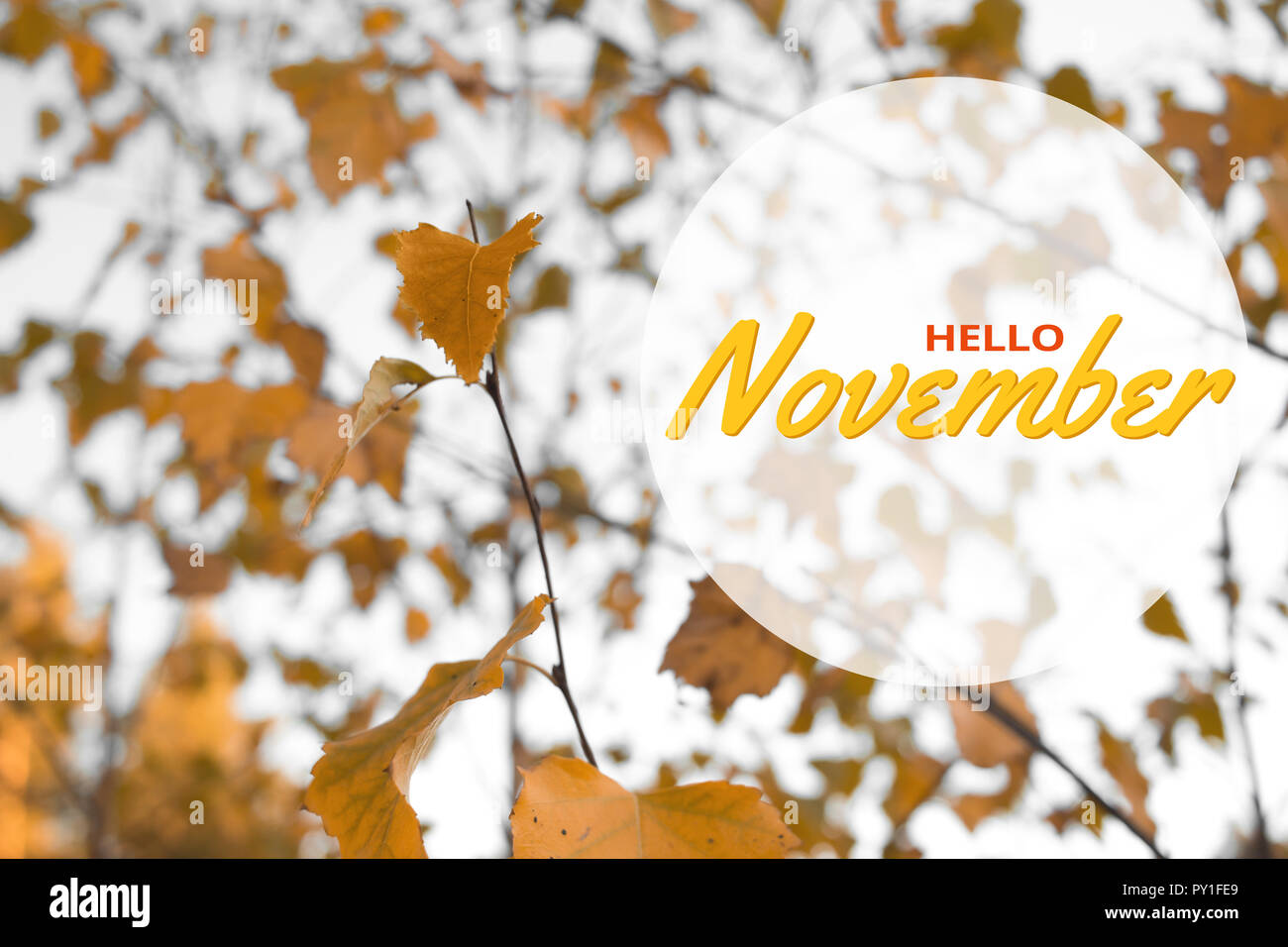 Hello November autumn composition. Yellow and orange leaves on sky ...