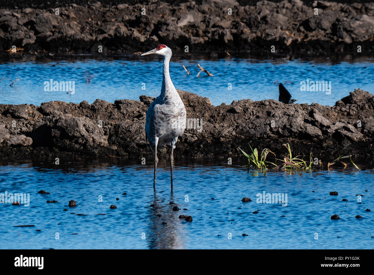 Us sacramento delta region crane hi-res stock photography and images ...