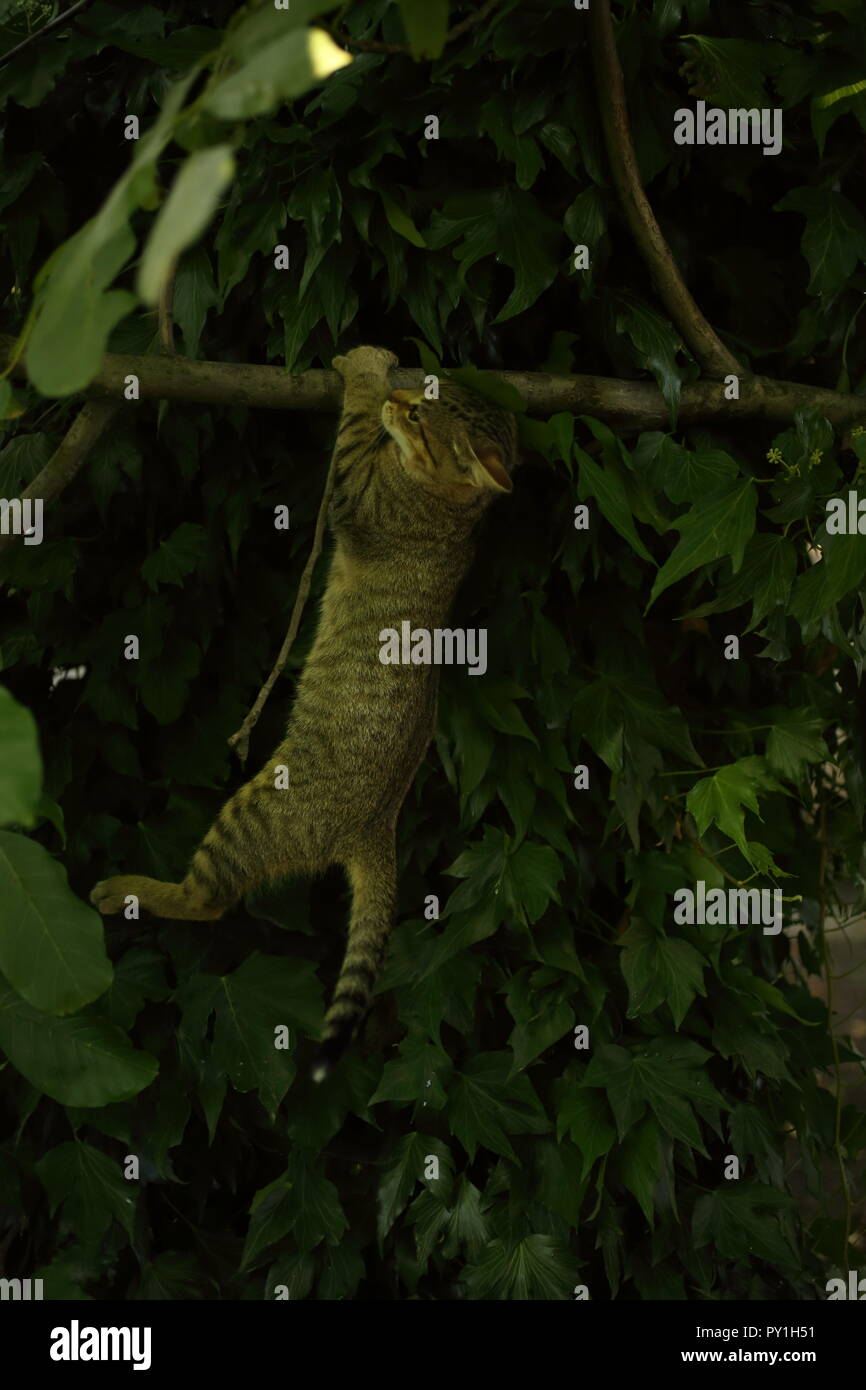 A cute cat swinging on a tree branch Stock Photo - Alamy