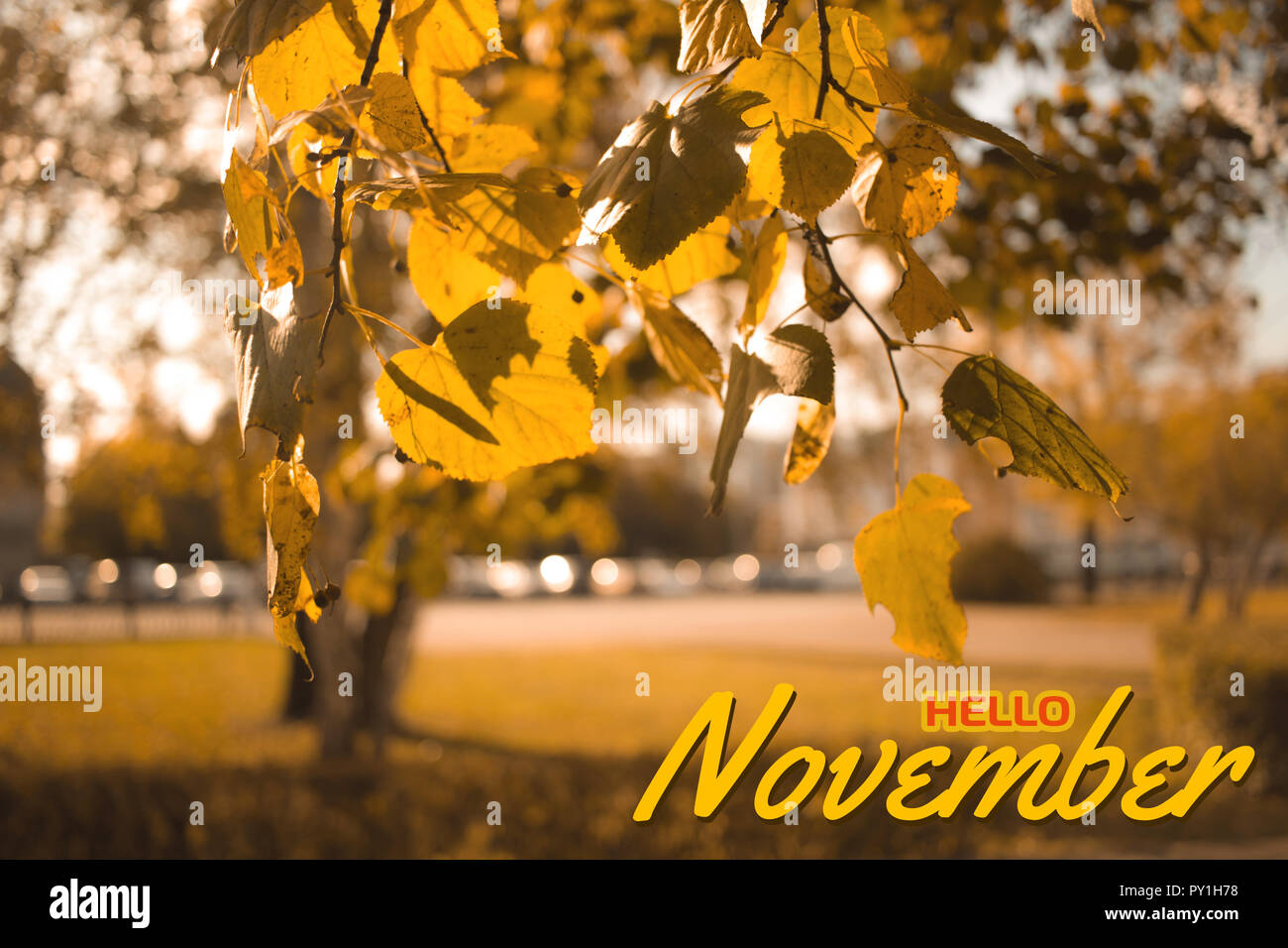 Autumn concept. Hello November. Composition in park. Yellow leaves tree ...