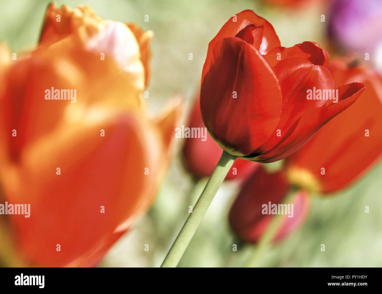 Rote tulpen hi-res stock photography and images - Alamy