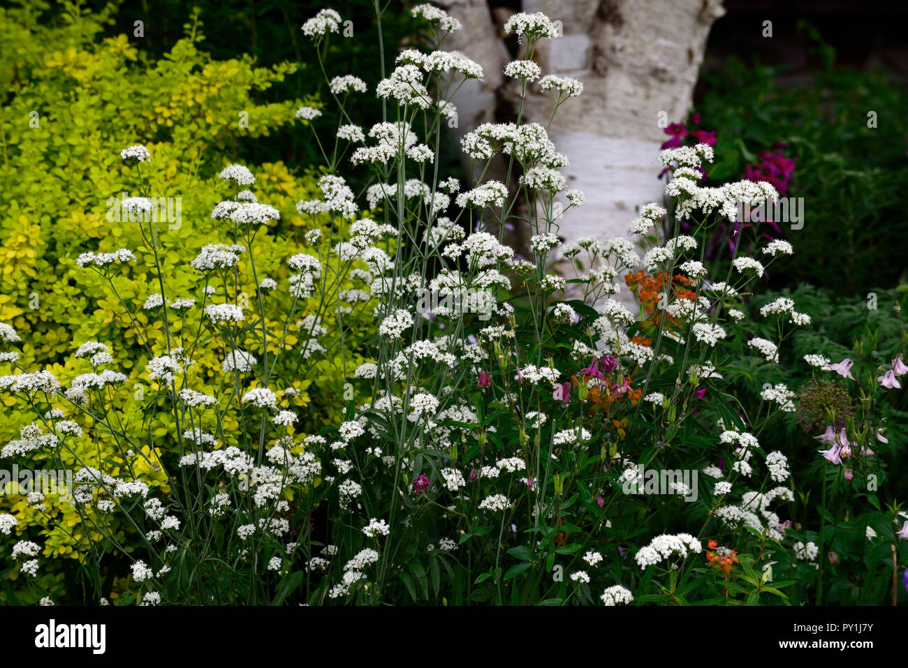 Valeriana phu aurea,white,flower,flowers,flowering,raceme,racemes,RM ...
