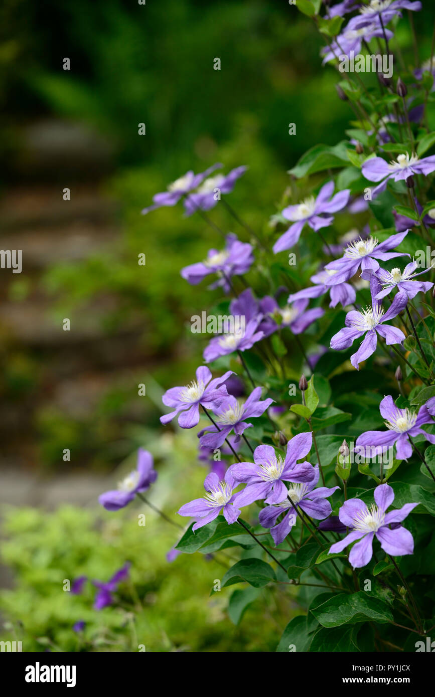 clematis integrifolia arabella,non twining,non climbing,climbing ...