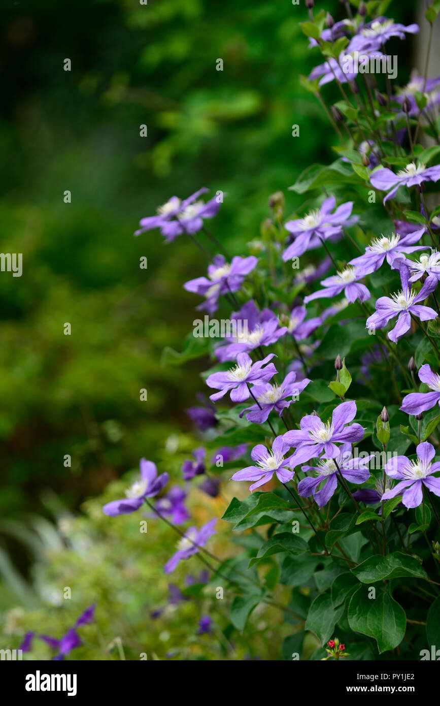 clematis integrifolia arabella,non twining,non climbing,climbing ...