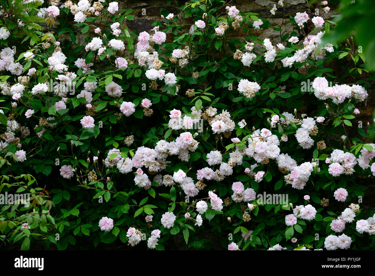 rosa phyllis bide,rose phyllis bide,flower,white, rambler,rambling ...