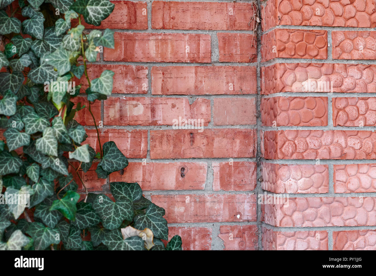 red brick wall and ivy as background Stock Photo - Alamy
