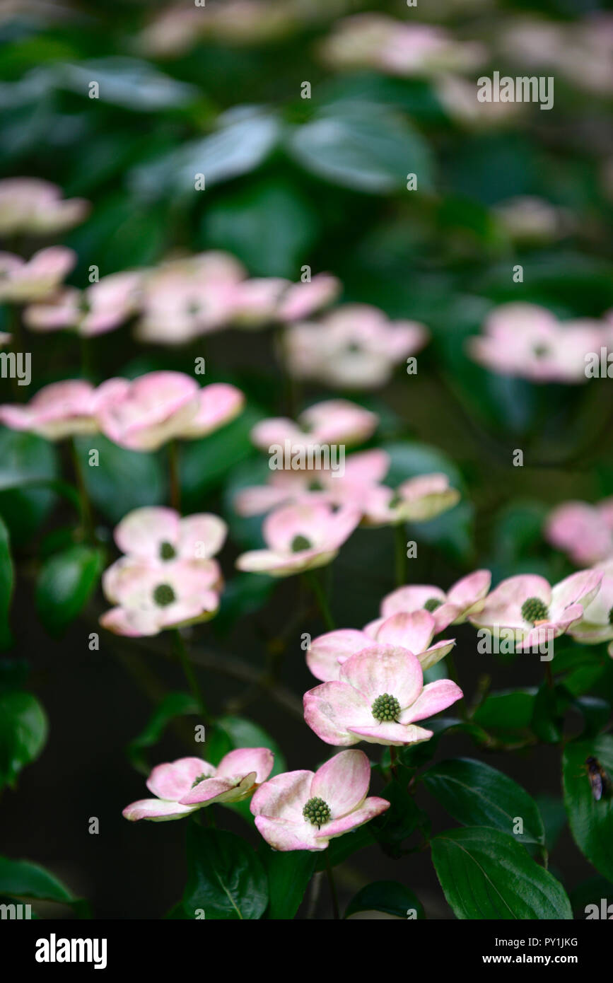 cornus kousa Miss Satomi,pink,white,bract,bracts,flowers,flower ...