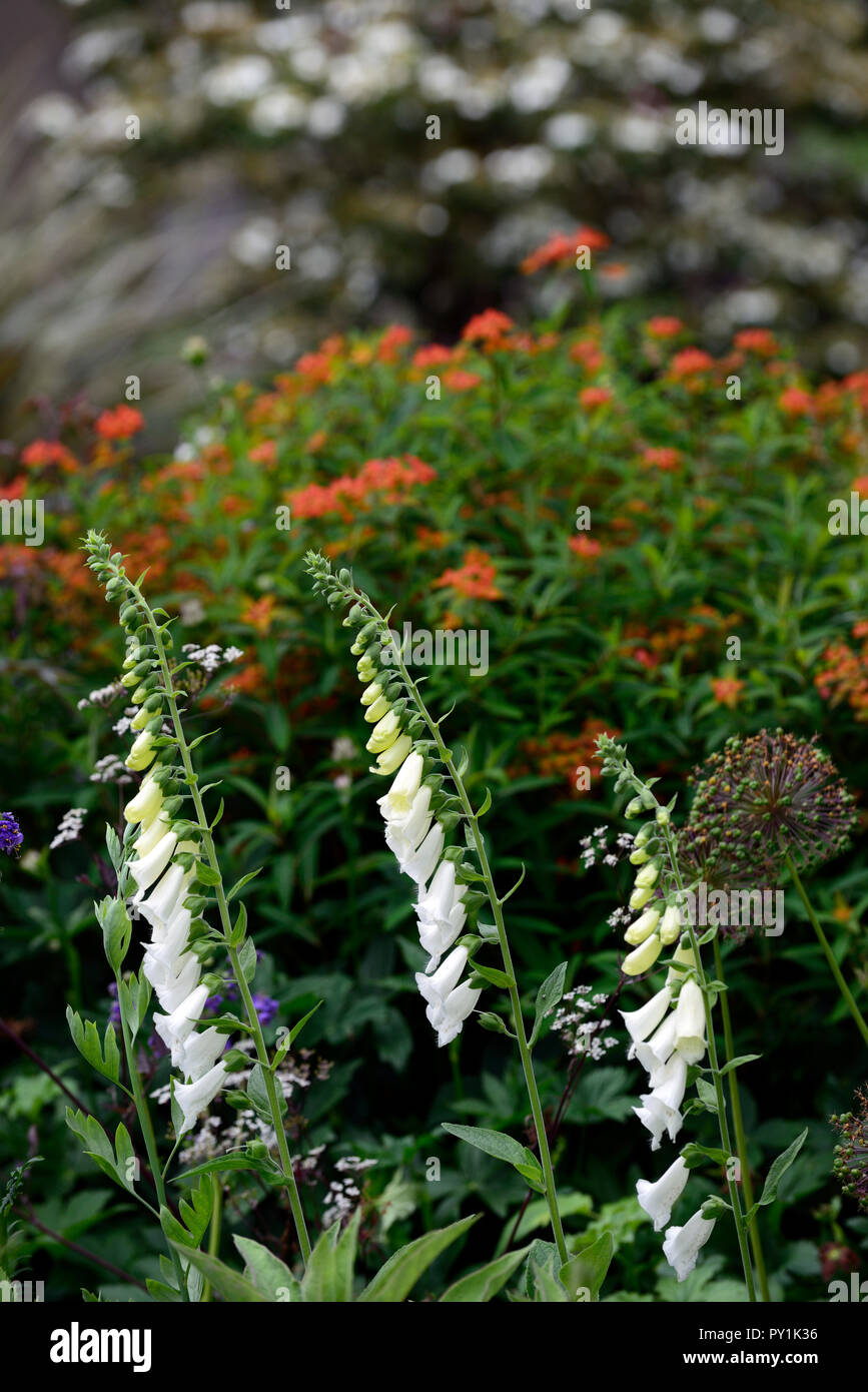 Digitalis alba hi-res stock photography and images - Alamy