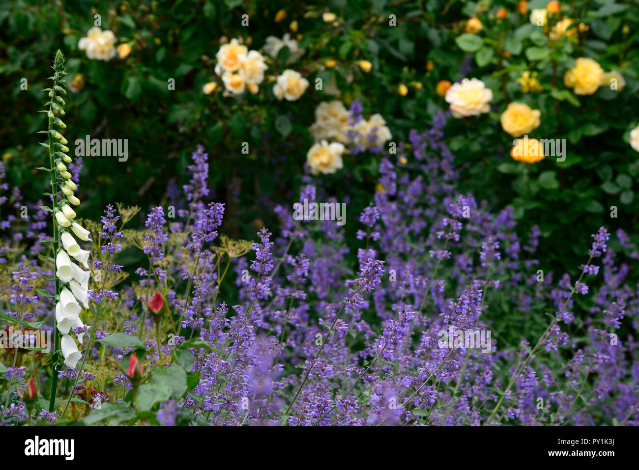 Arthur bell rose hi-res stock photography and images - Alamy
