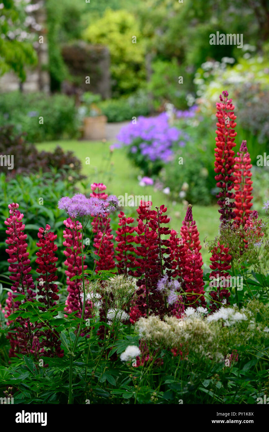 Red racemes hi-res stock photography and images - Alamy