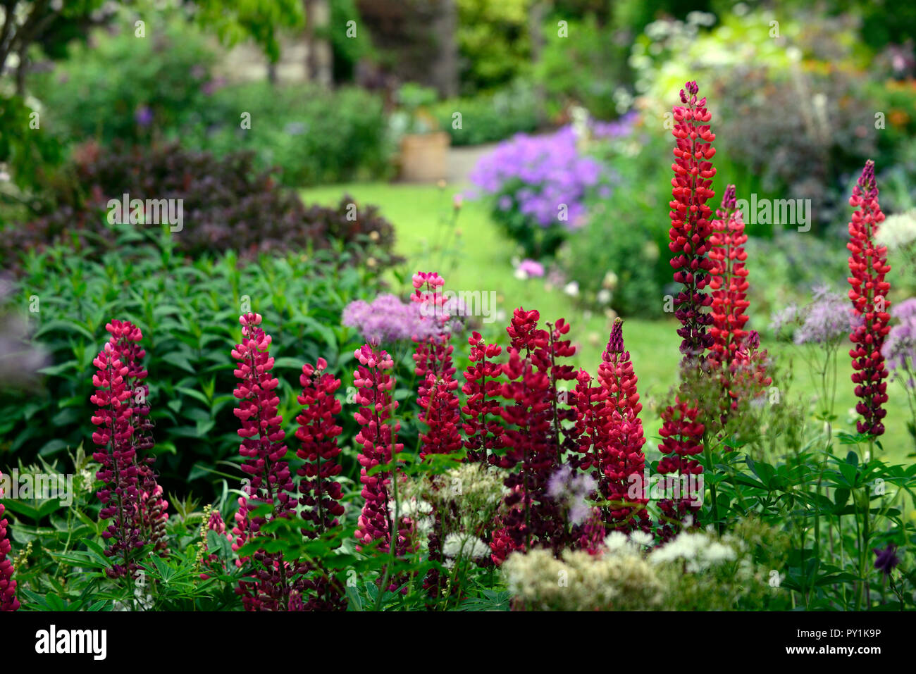 Lupinus My Castle,red Lupin,Red Lupin My Castle,lupins,red,flowers ...