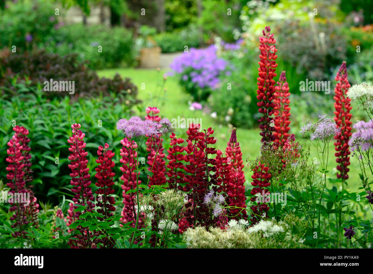 Red racemes hi-res stock photography and images - Alamy