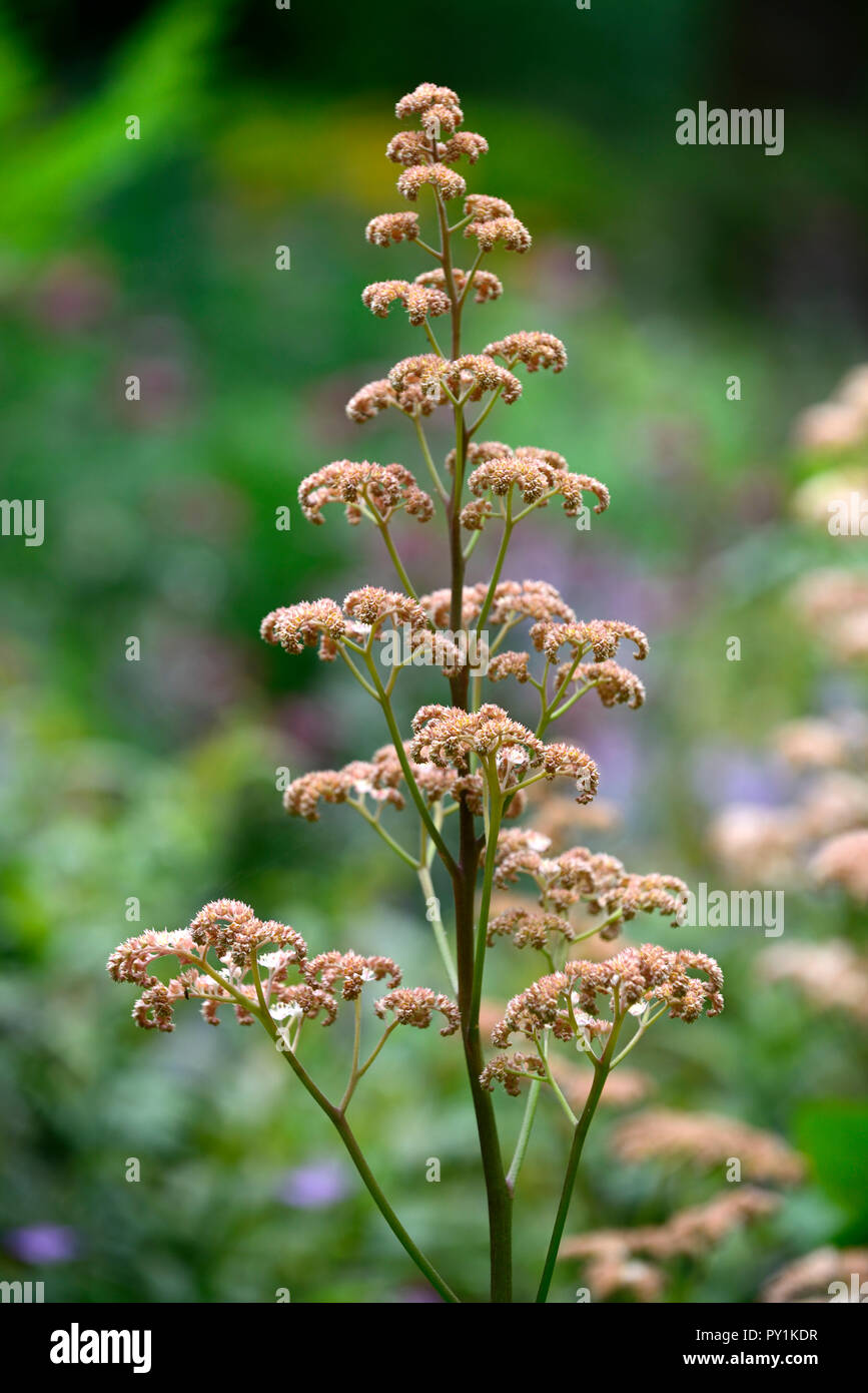 Rodgersia aesculifolia,flowers,flowering,flower,panicles,clump-forming ...