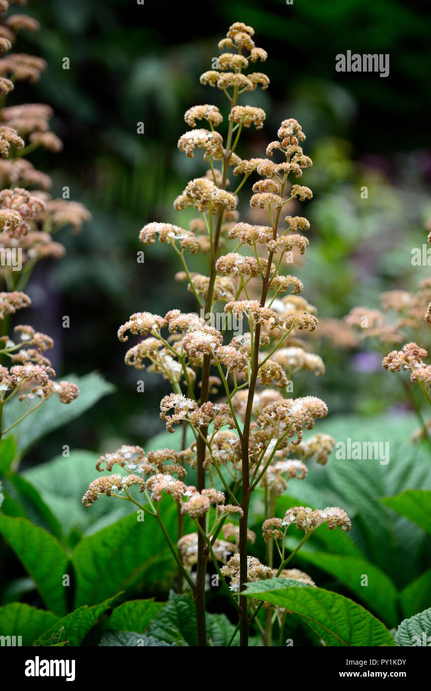 Rodgersia aesculifolia,flowers,flowering,flower,panicles,clump-forming ...