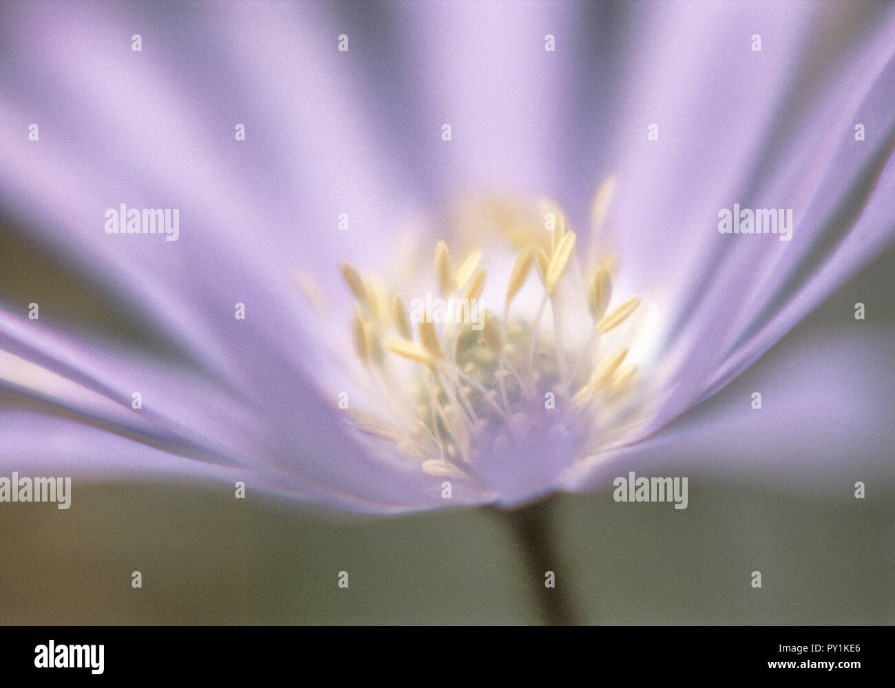 Lila Bluete, Aster, nah Stock Photo - Alamy
