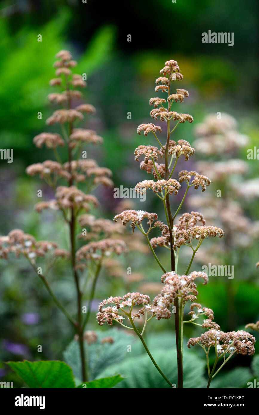 Rodgersia aesculifolia,flowers,flowering,flower,panicles,clump-forming ...