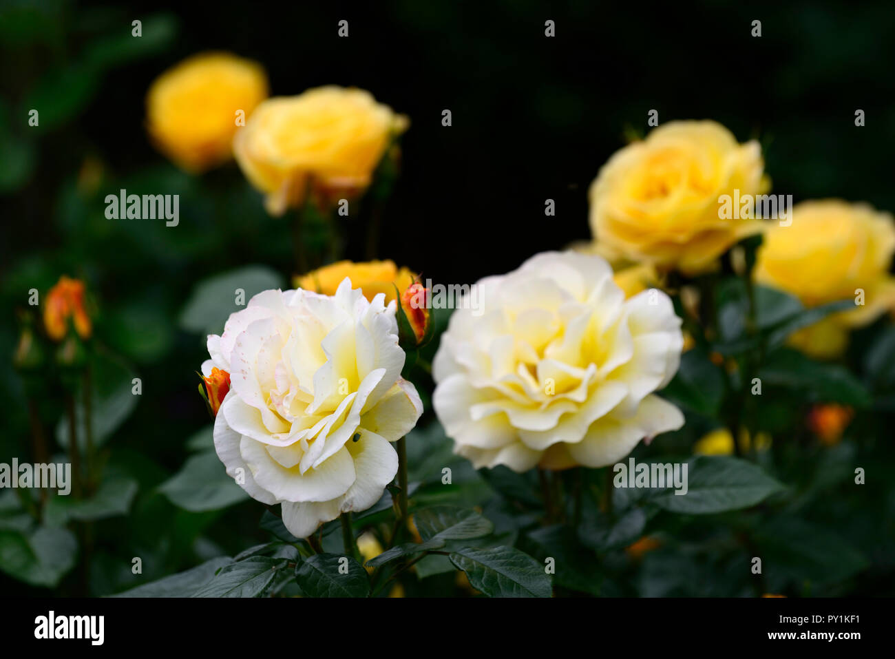 Rosa Arthur Bell,rose arthur bell,floribunda,roses,yellow,flower ...