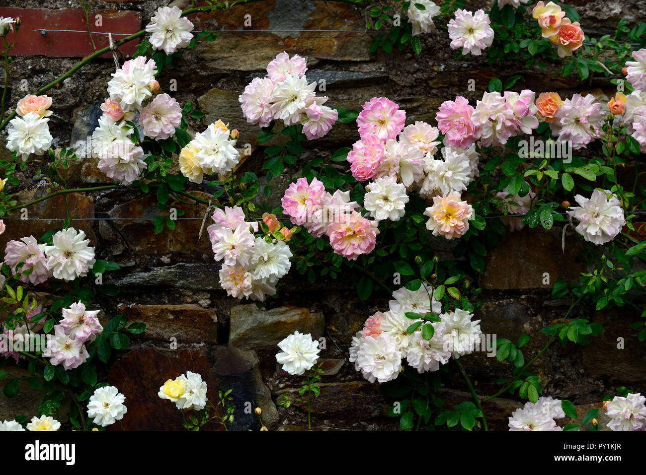 rosa phyllis bide,rose phyllis bide,flower,white, rambler,rambling ...
