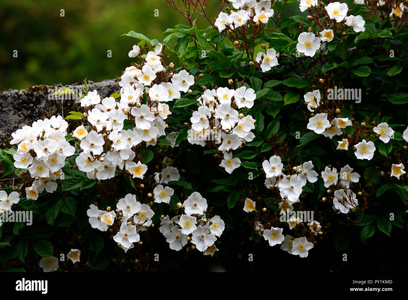 Climbing rose climbing roses hi-res stock photography and images - Alamy