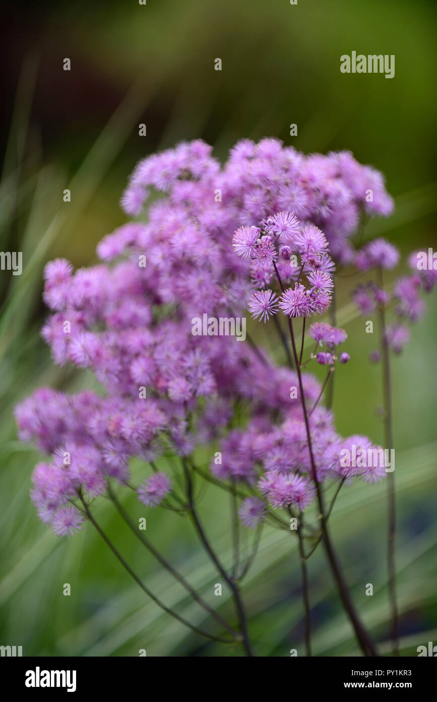 Thalictrum aquilegia thundercloud hi-res stock photography and images ...