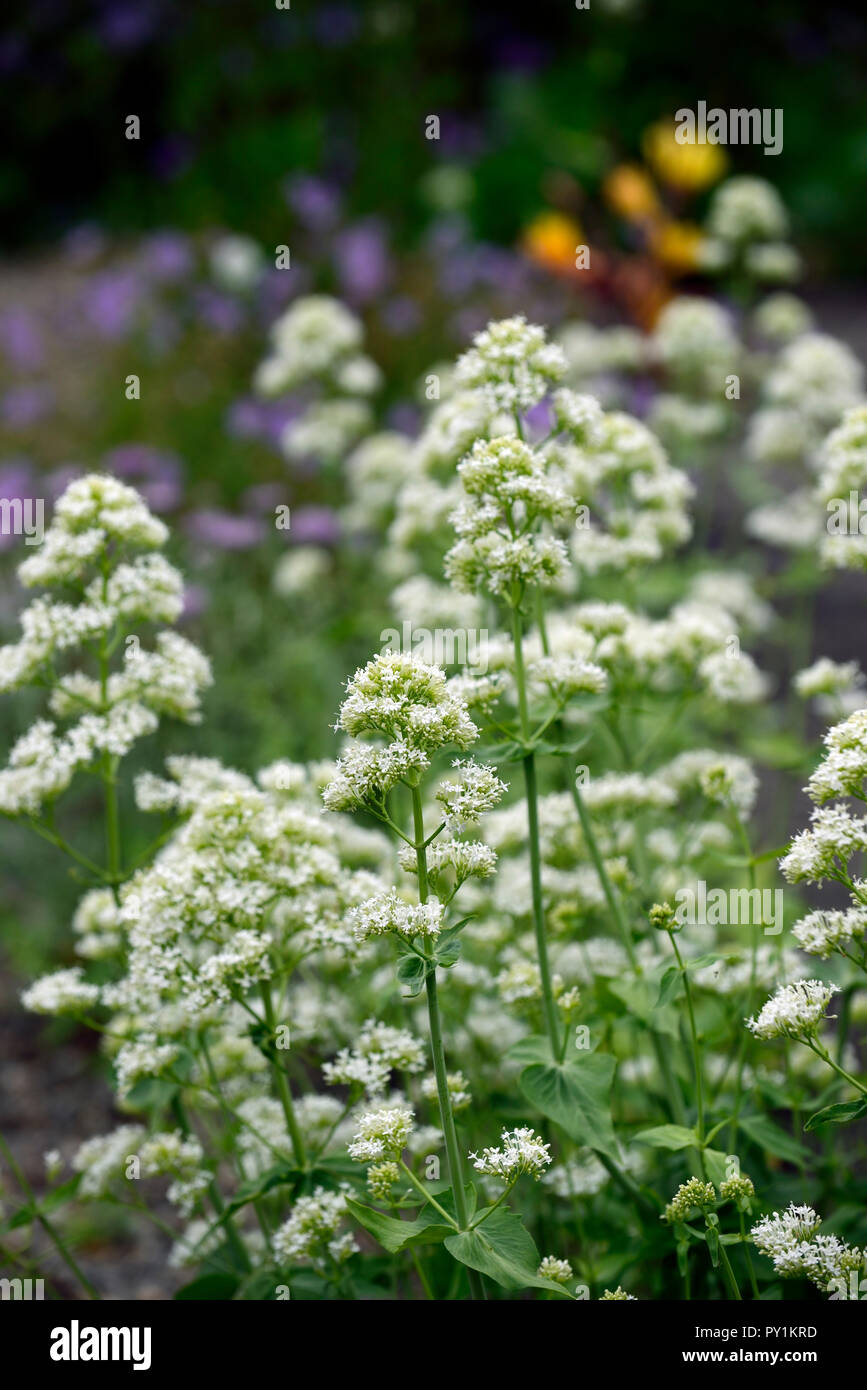 Valeriana officianalis,white,flower,flowers,flowering,raceme,racemes,RM ...