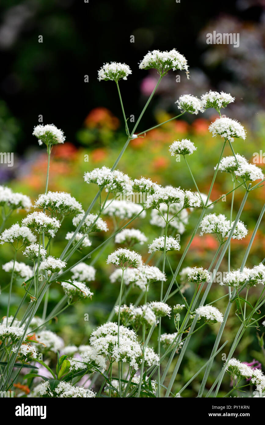 Valeriana phu aurea,white,flower,flowers,flowering,raceme,racemes,RM ...