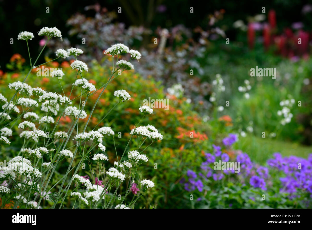Valeriana phu aurea,white,flower,flowers,flowering,raceme,racemes,RM ...