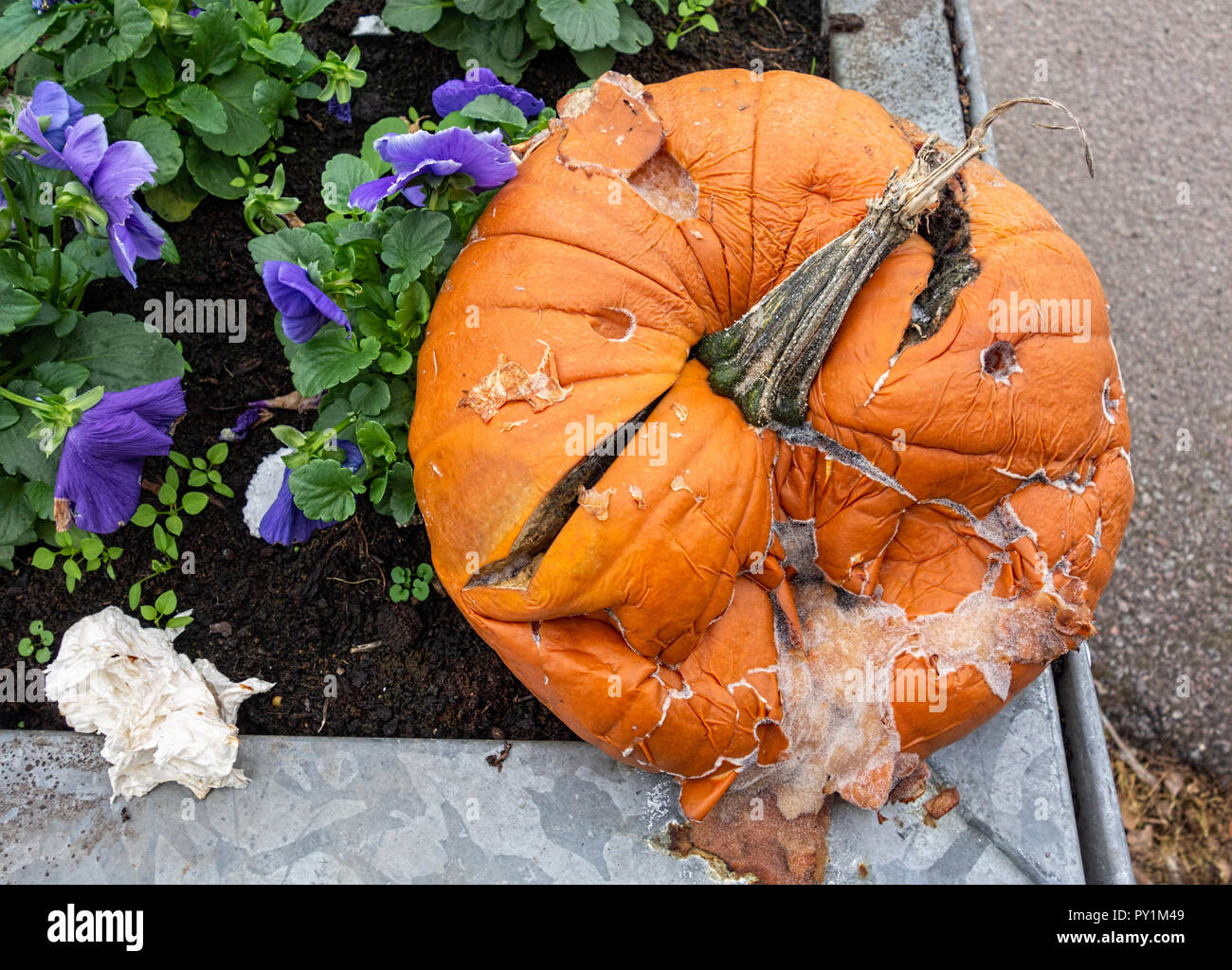 Split pumpkin hi-res stock photography and images - Alamy