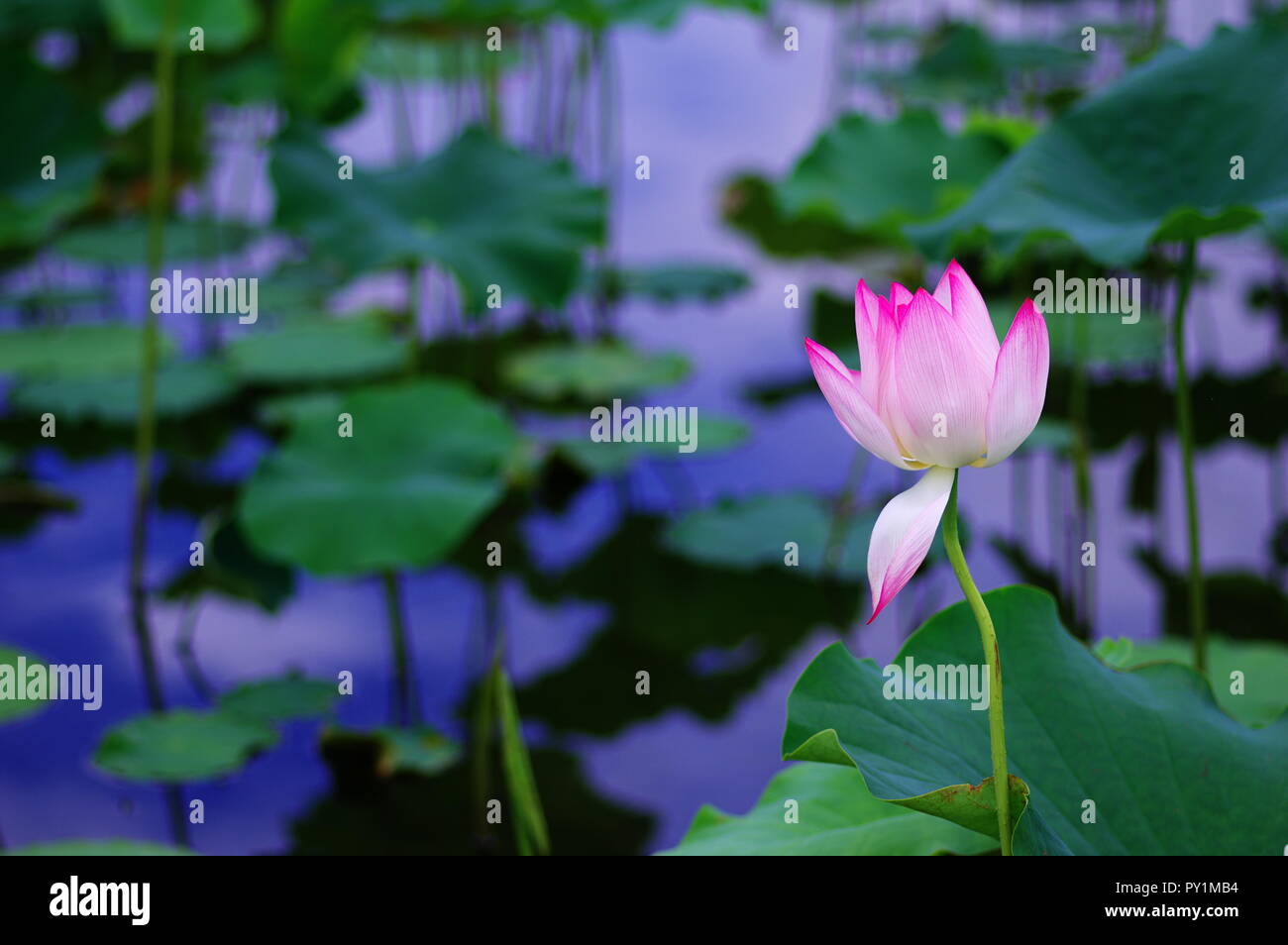 Fujiwara castle ruins hi-res stock photography and images - Alamy
