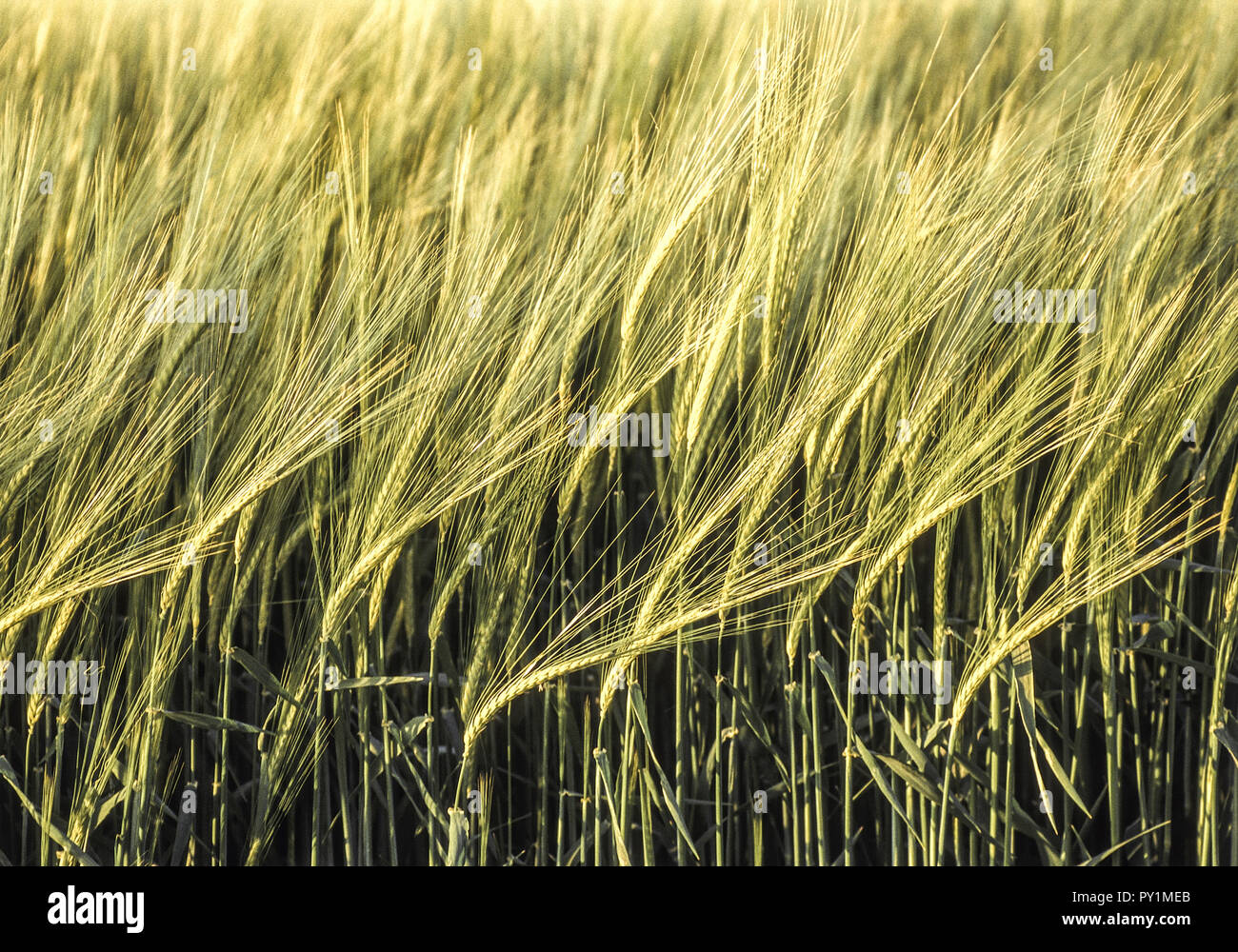 Gerstenfeld, nah, gruene Aehren Stock Photo - Alamy