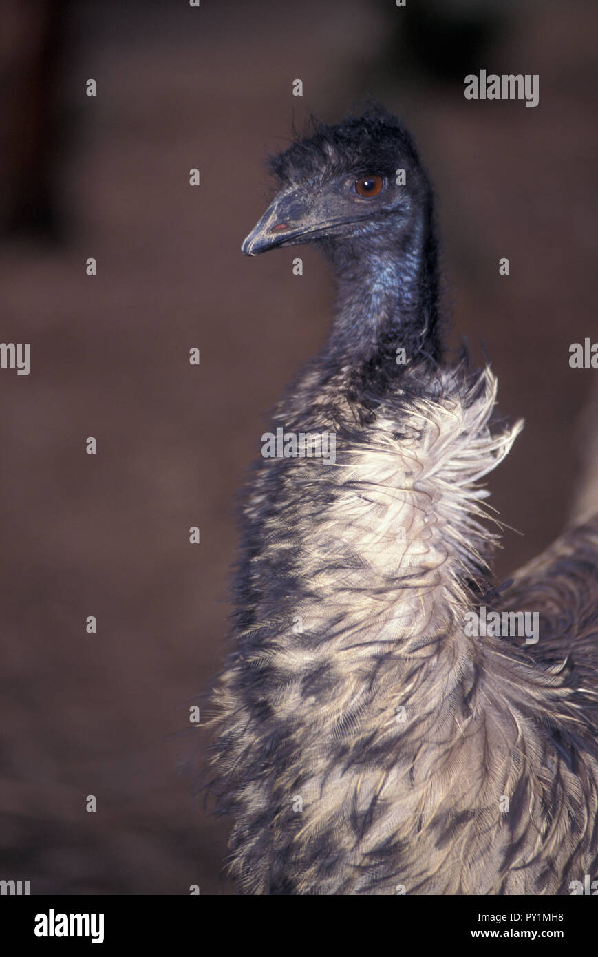 EMU Flightless Bird Dromaius novaehollandiae Australia Stock Photo - Alamy