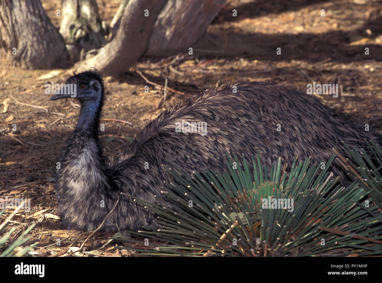 EMU Flightless Bird Dromaius novaehollandiae Australia Stock Photo - Alamy