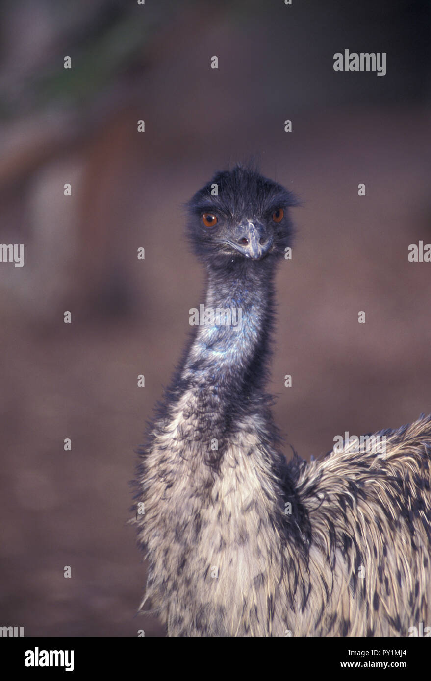EMU Flightless Bird Dromaius novaehollandiae Australia Stock Photo - Alamy