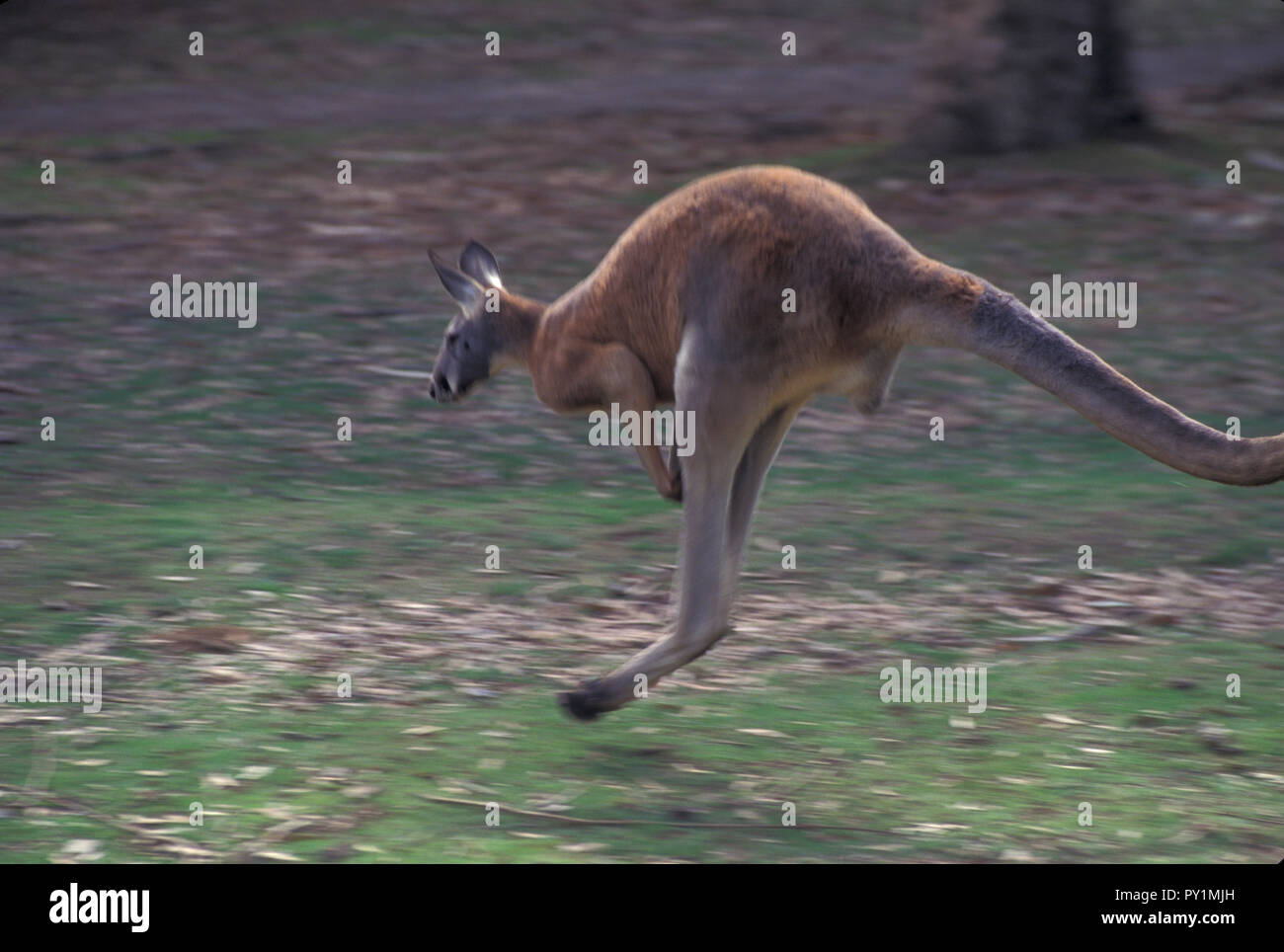 Red kangaroo macropus rufus hopping hi-res stock photography and images ...