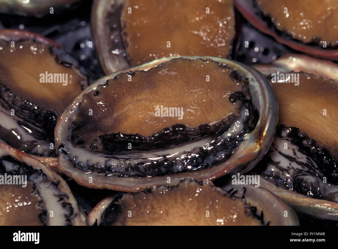 NOT 1198693 FOOD ABALONE Stock Photo - Alamy