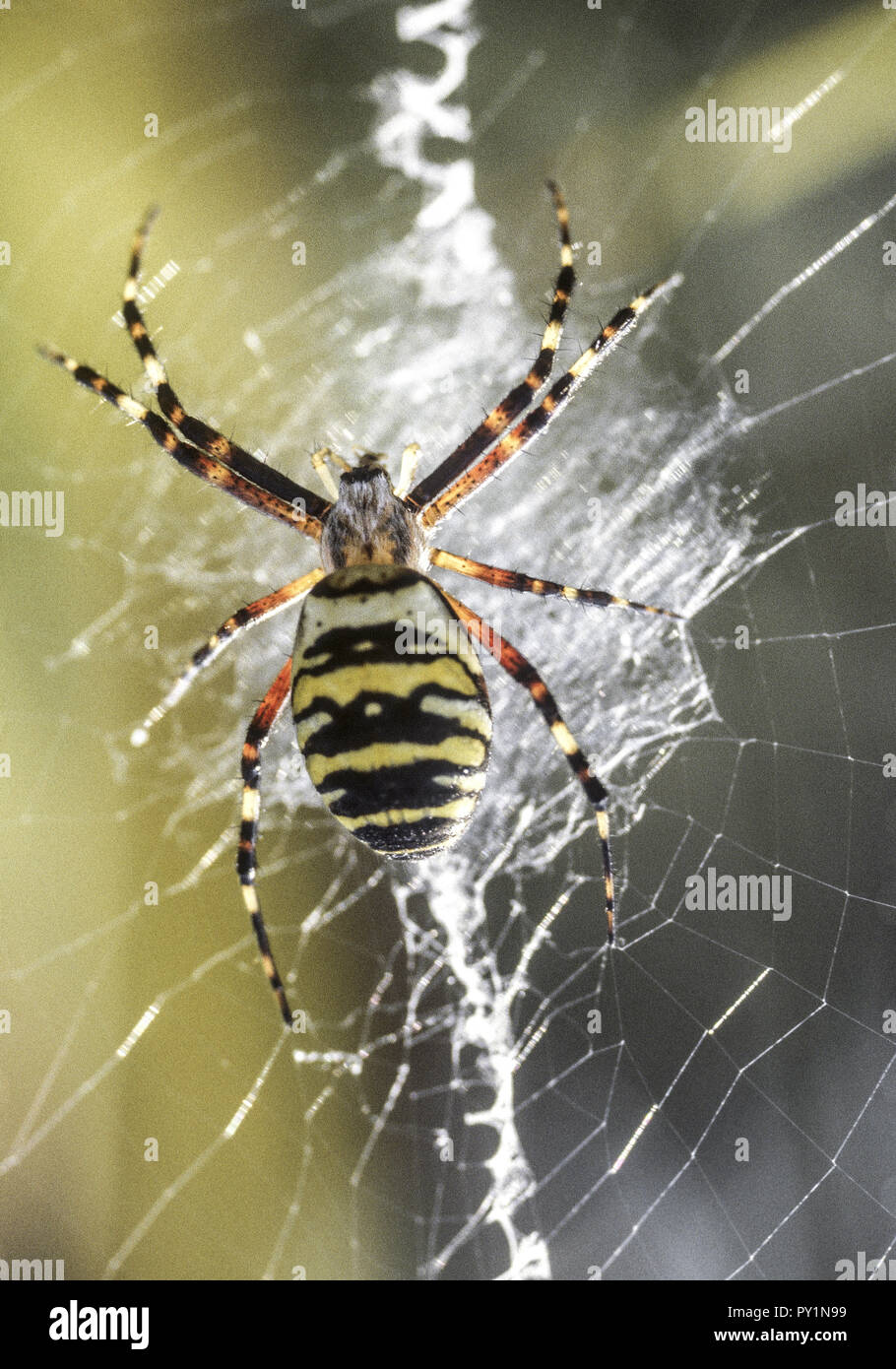 Spinne im Netz Stock Photo - Alamy