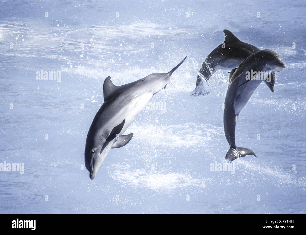 Delfinshow hi-res stock photography and images - Alamy