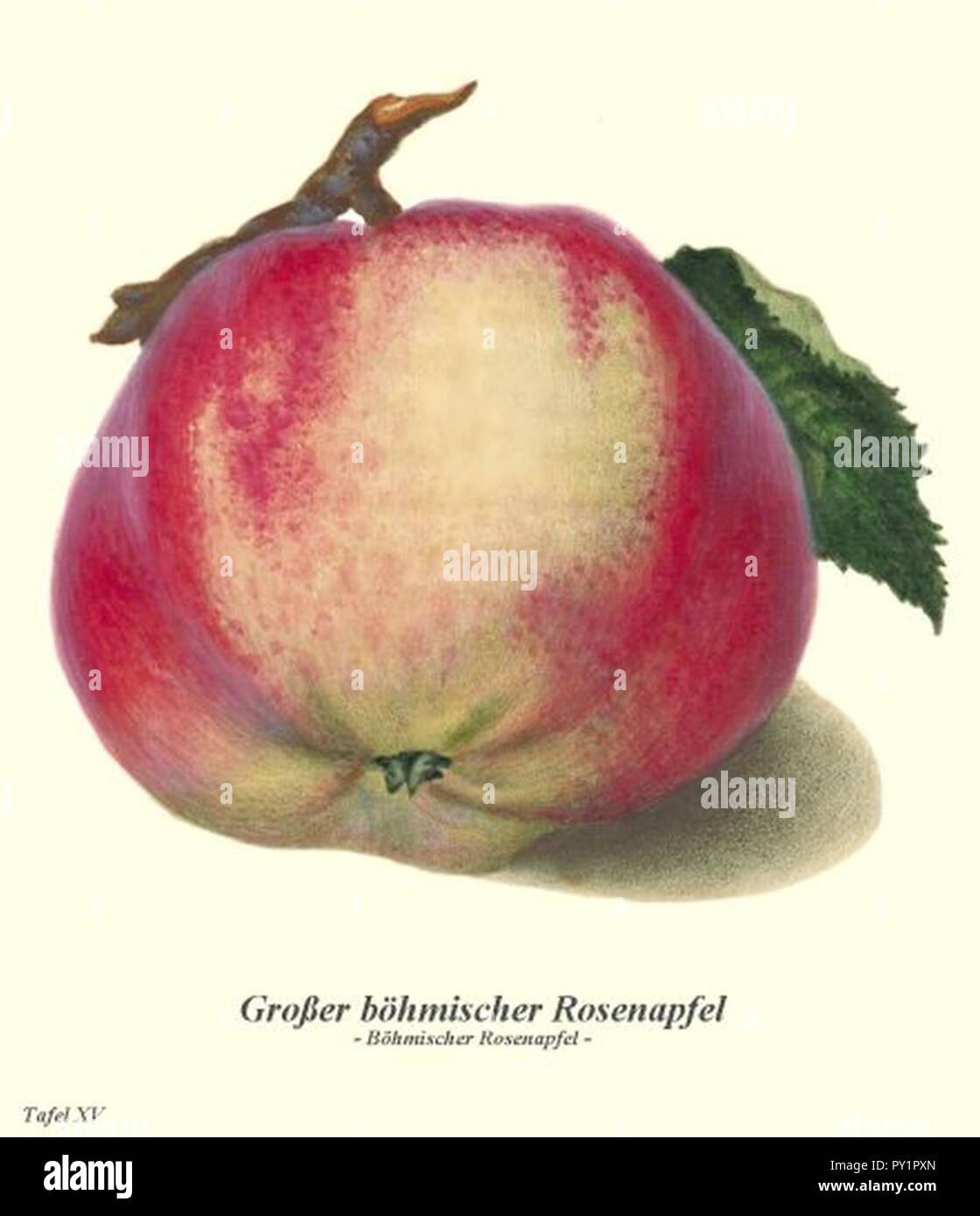 Rosenapfel hi-res stock photography and images - Alamy