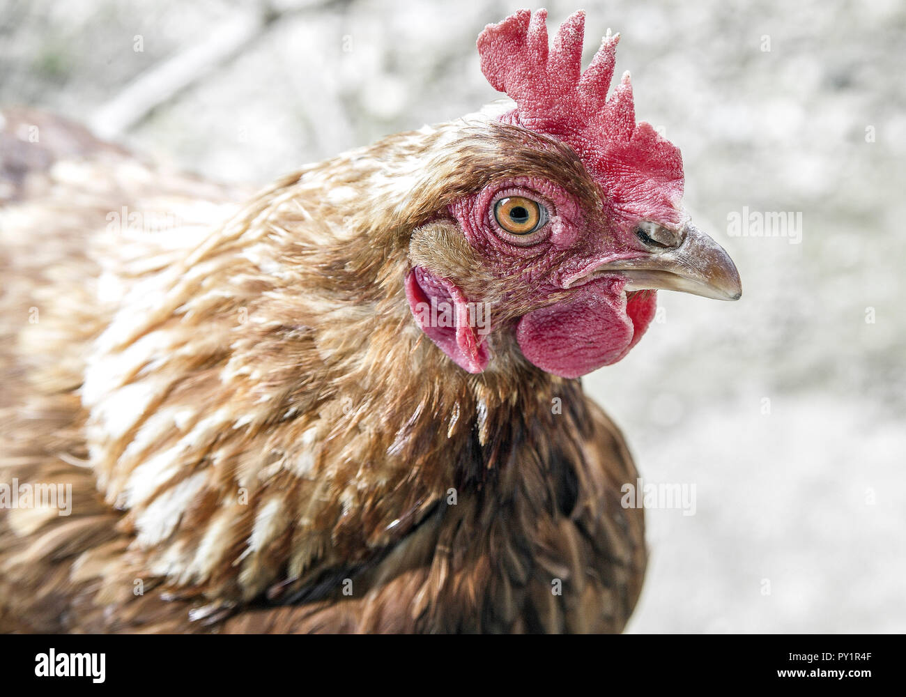 Huhn portrait hi-res stock photography and images - Alamy