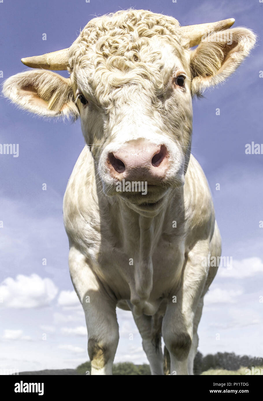 Weide bull hi-res stock photography and images - Alamy