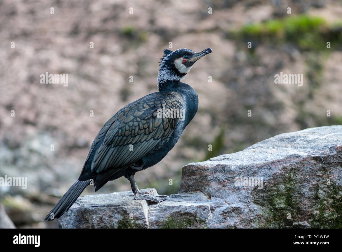Phalacrocorax Carbo Sinensis Stock Photos & Phalacrocorax Carbo ...