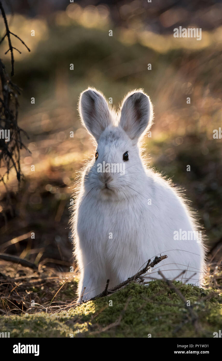Alaska rabbits hi-res stock photography and images - Alamy