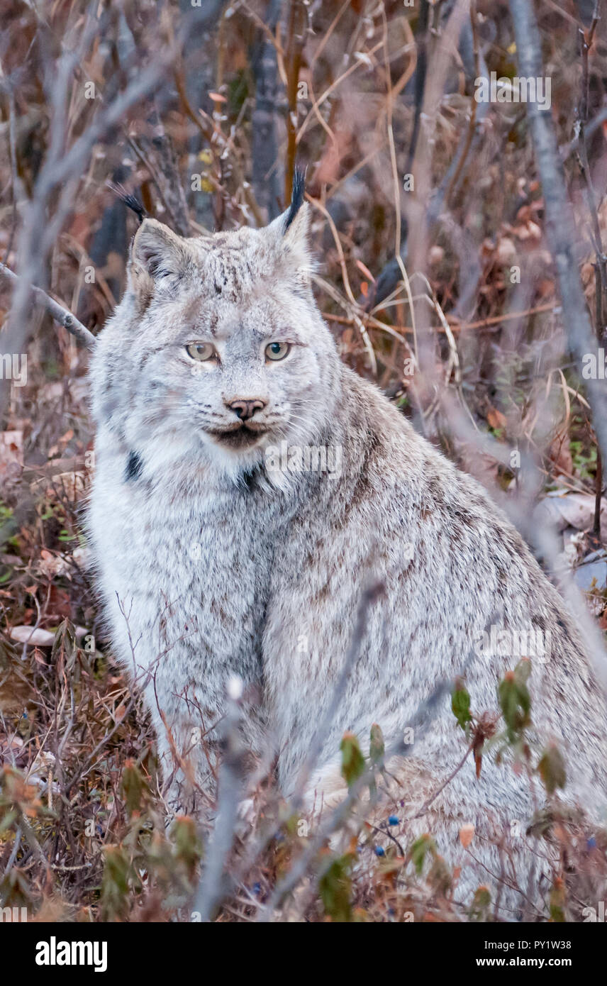 Alaska lynx hi-res stock photography and images - Alamy