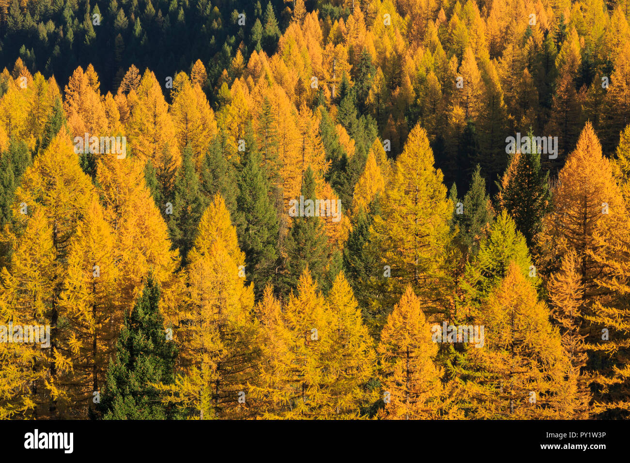 western larch in fall color near essex, montana Stock Photo - Alamy