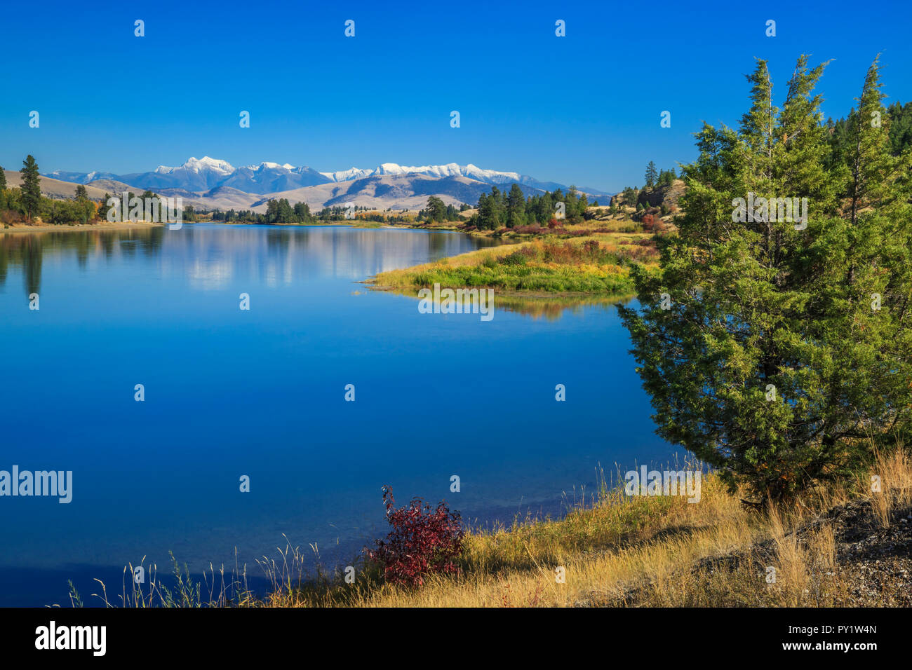 fall colors along the flathead river below the mission mountains near ...