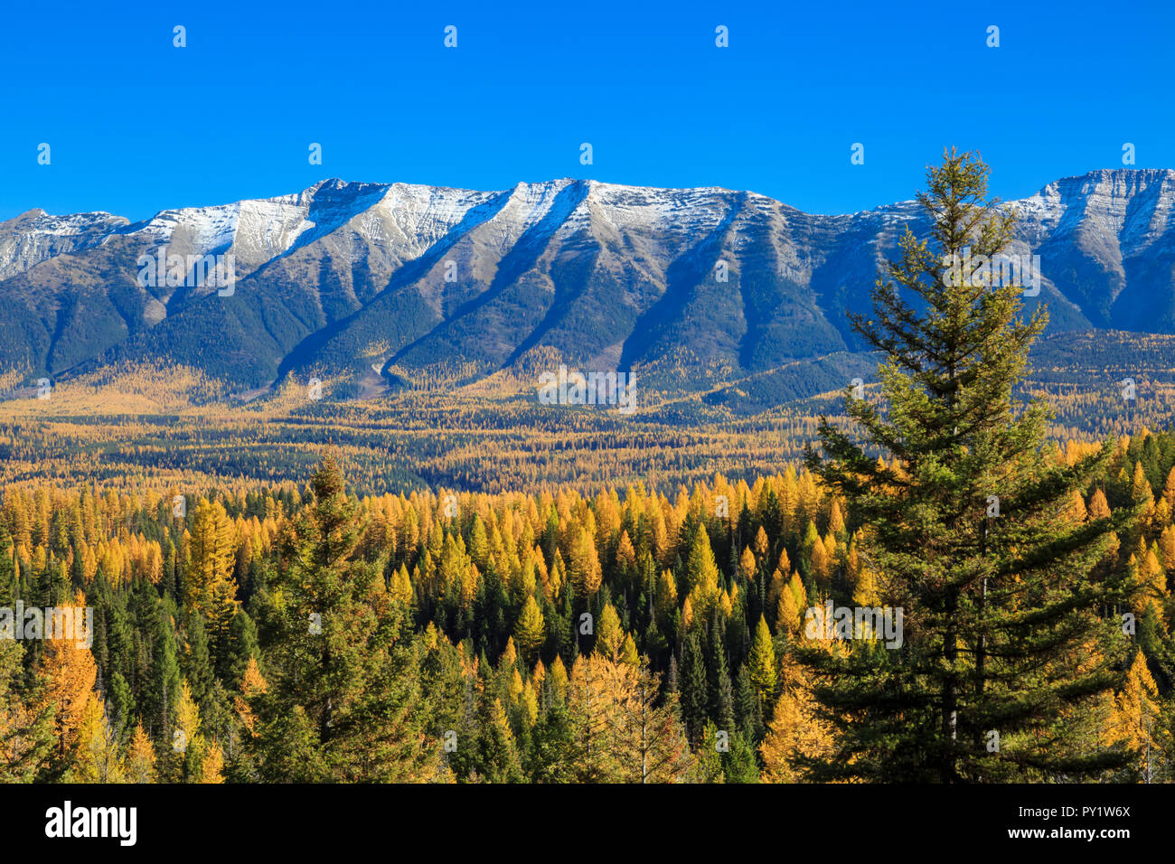 swan range above the seeley-swan valley and larch in fall color near ...